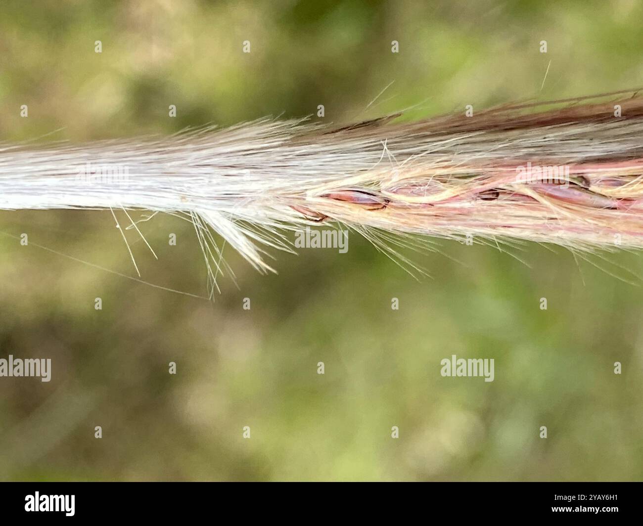 sugarcane plumegrass (Erianthus giganteus) Plantae Stock Photo - Alamy