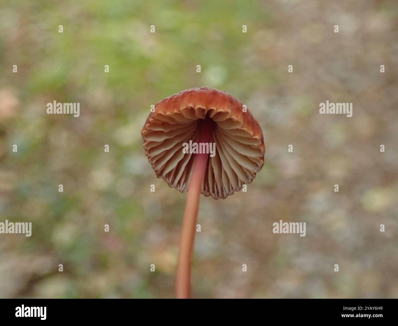 red pinwheel (Marasmius plicatulus) Fungi Stock Photo - Alamy