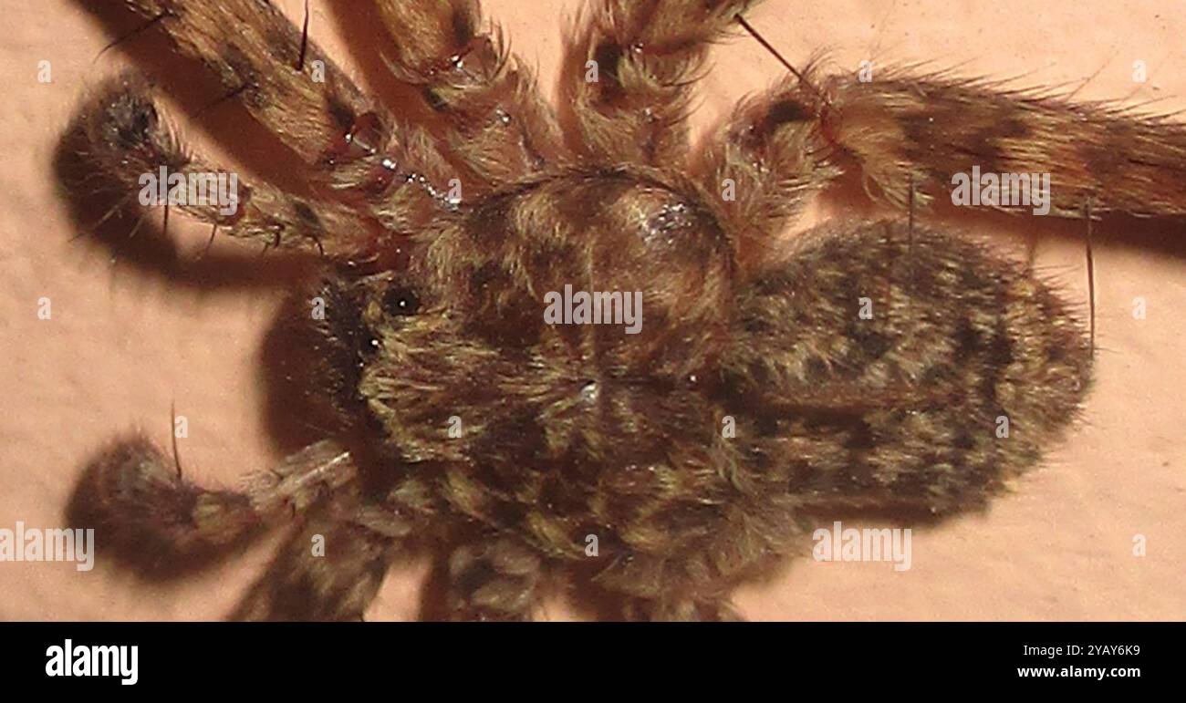 Crescent-eyed Spiders (Selenops) Arachnida Stock Photo - Alamy