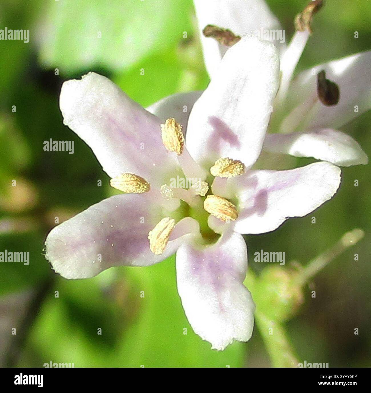Puzzlebush (Ehretia alba) Plantae Stock Photo - Alamy