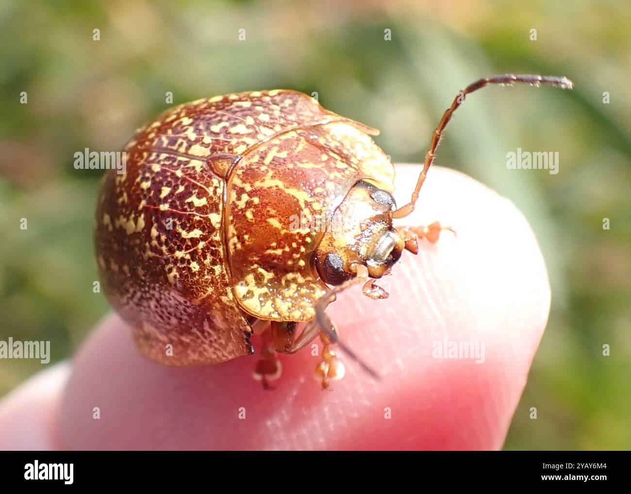 Paropsis hi-res stock photography and images - Alamy