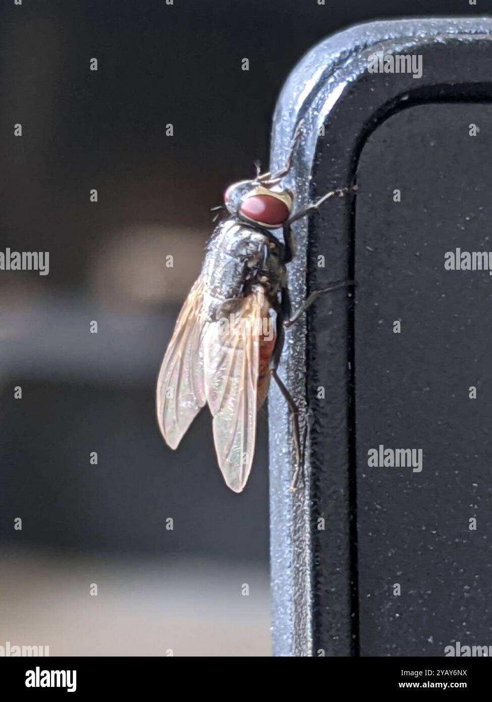 Common House Fly (Musca domestica) Insecta Stock Photo - Alamy