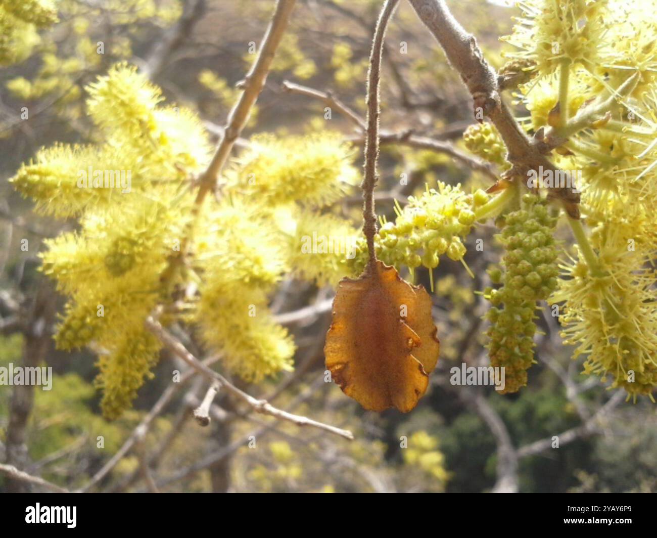 Combretum molle hi-res stock photography and images - Alamy