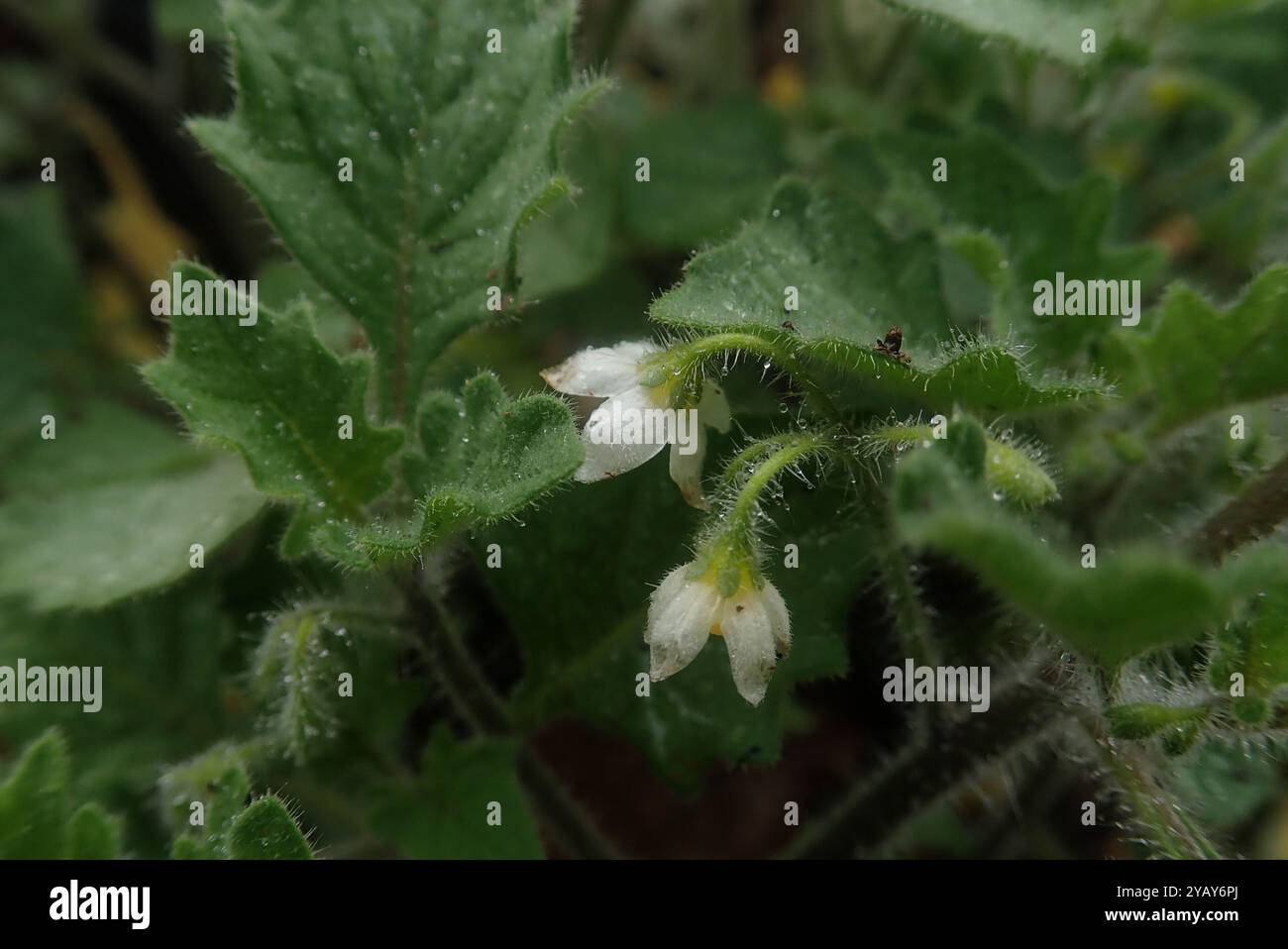 Wonderberry (Solanum retroflexum) Plantae Stock Photo - Alamy