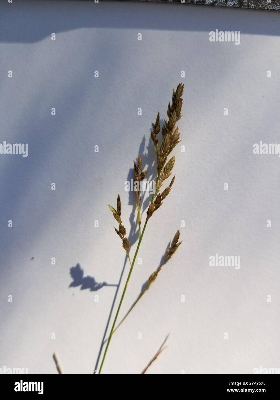 grasses (Poaceae) Plantae Stock Photo - Alamy