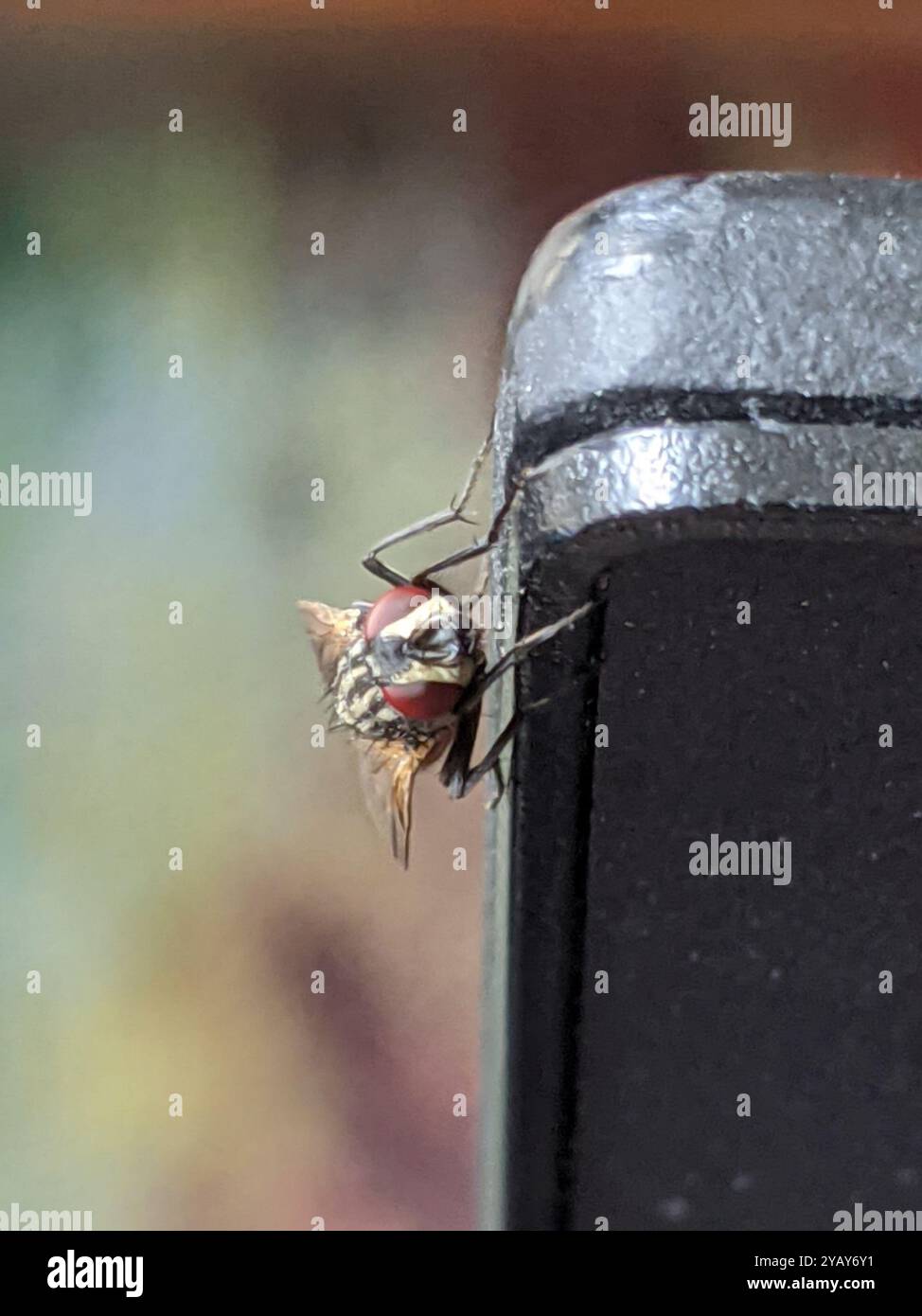 Common House Fly (Musca domestica) Insecta Stock Photo - Alamy