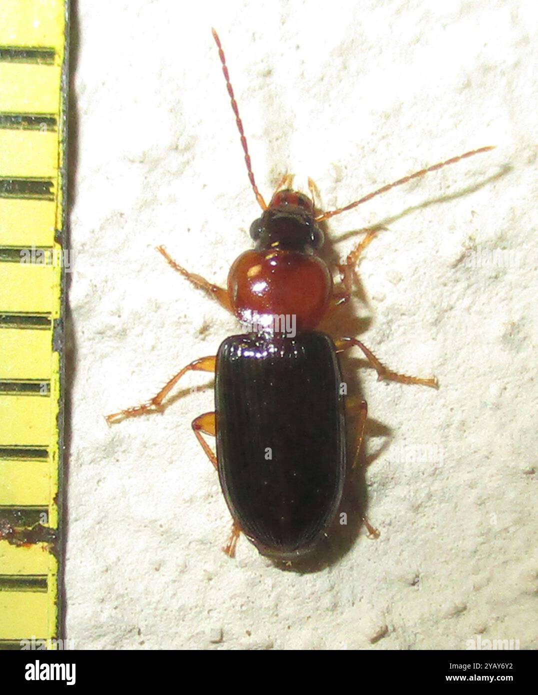 (Stenolophus alacris) Insecta Stock Photo - Alamy