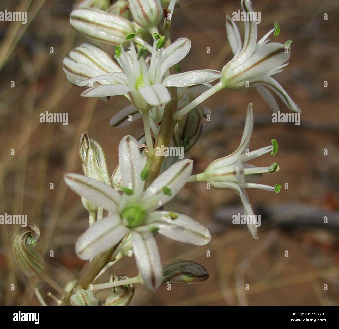 Red Squill (Drimia sanguinea) Plantae Stock Photo - Alamy