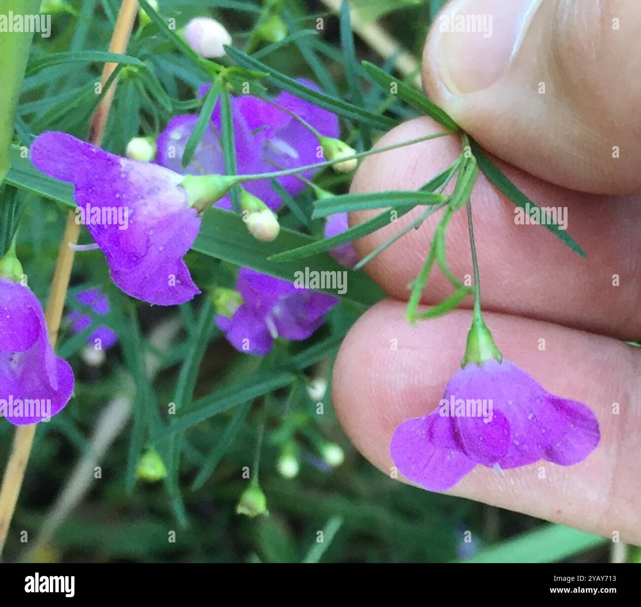 slender false foxglove (Agalinis tenuifolia) Plantae Stock Photo - Alamy