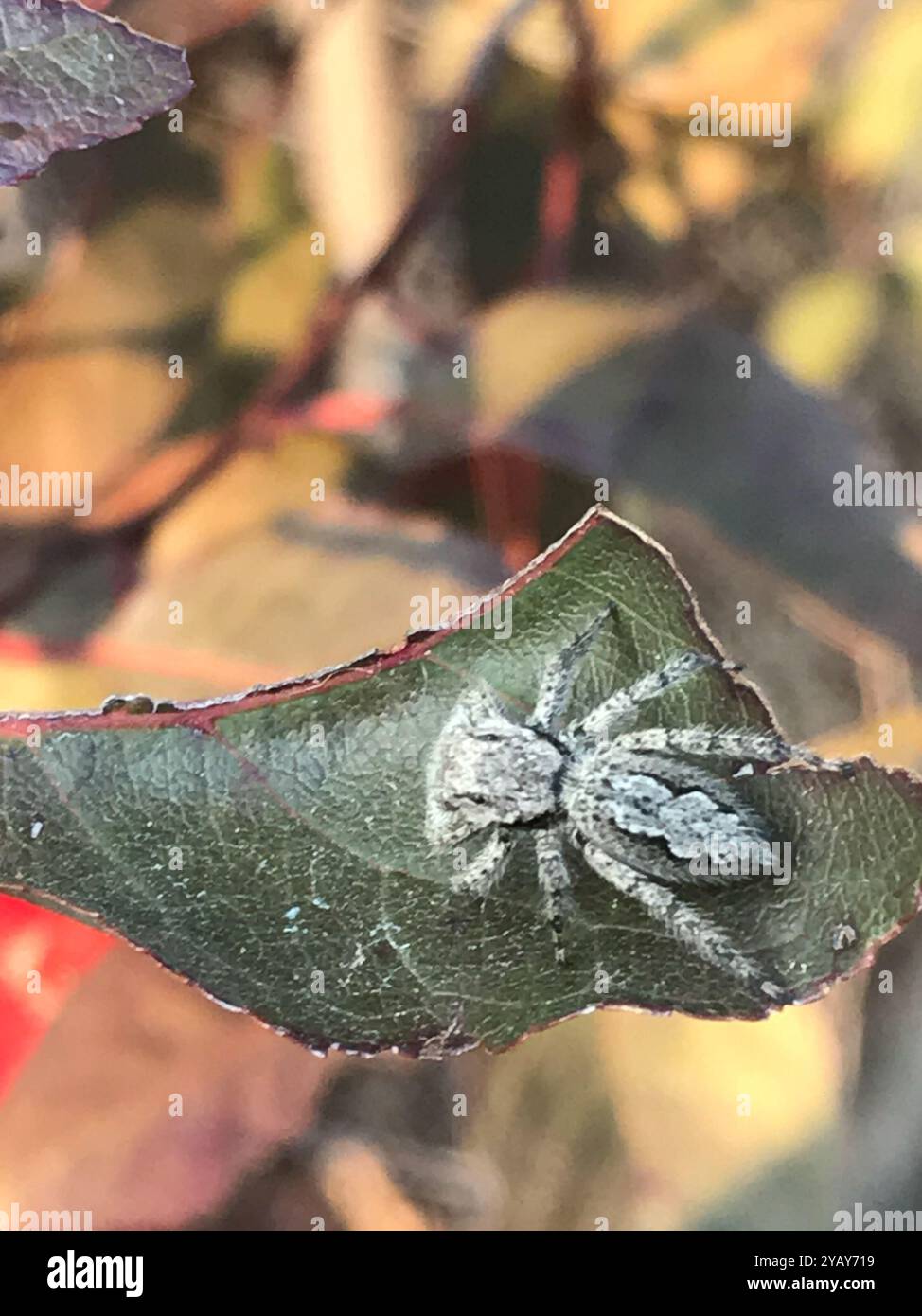 Tan Jumping Spider (Platycryptus undatus) Arachnida Stock Photo - Alamy