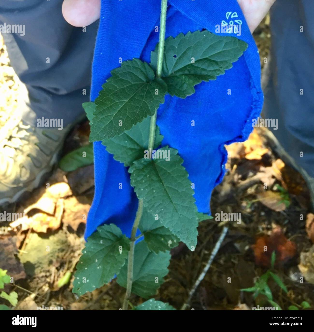 smaller white snakeroot (Ageratina aromatica) Plantae Stock Photo - Alamy