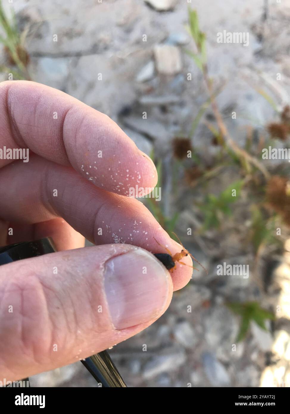 Bombardier Beetles (Brachinus) Insecta Stock Photo - Alamy