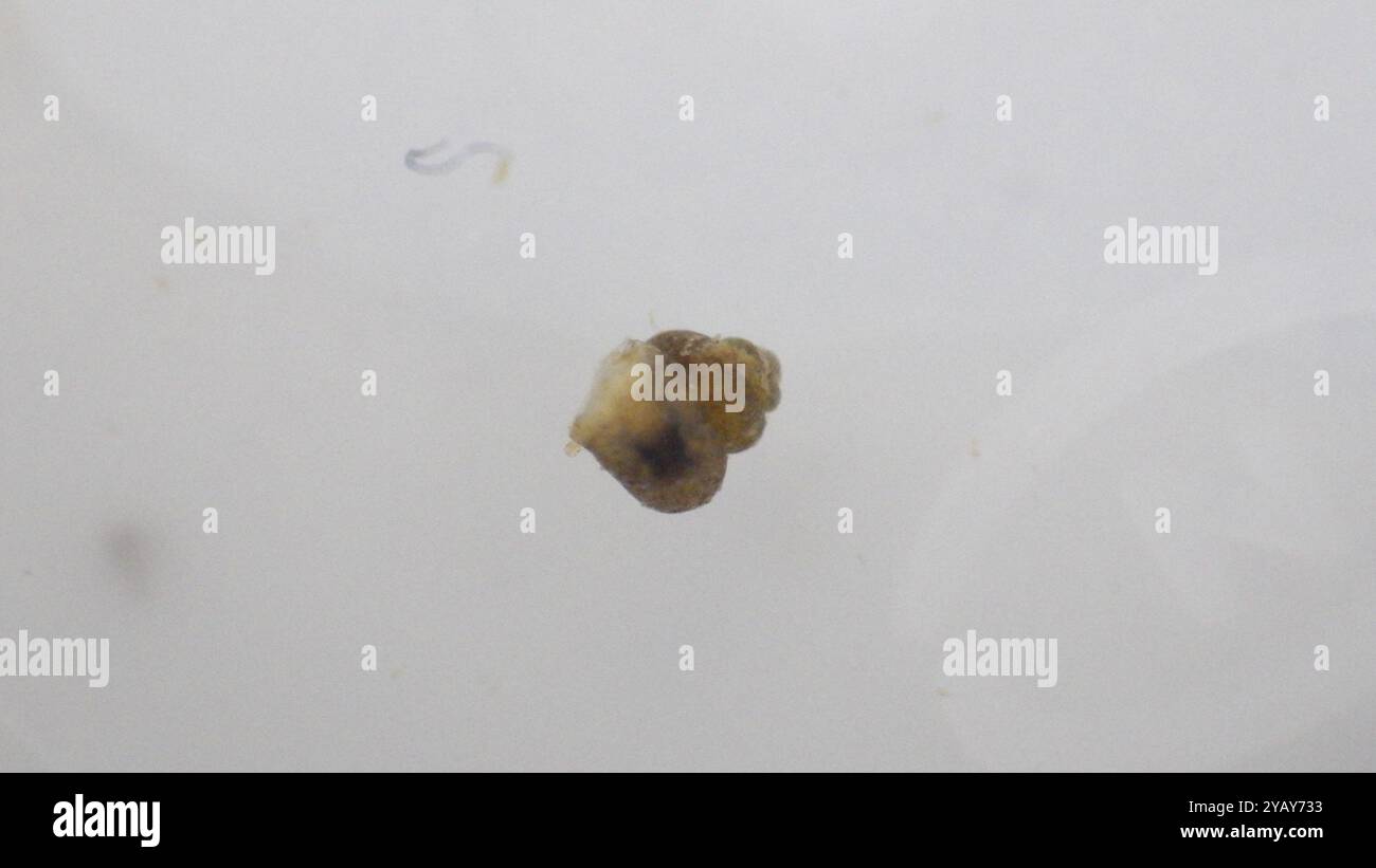 Hydrobiid Mud Snails (Hydrobiidae) Mollusca Stock Photo - Alamy