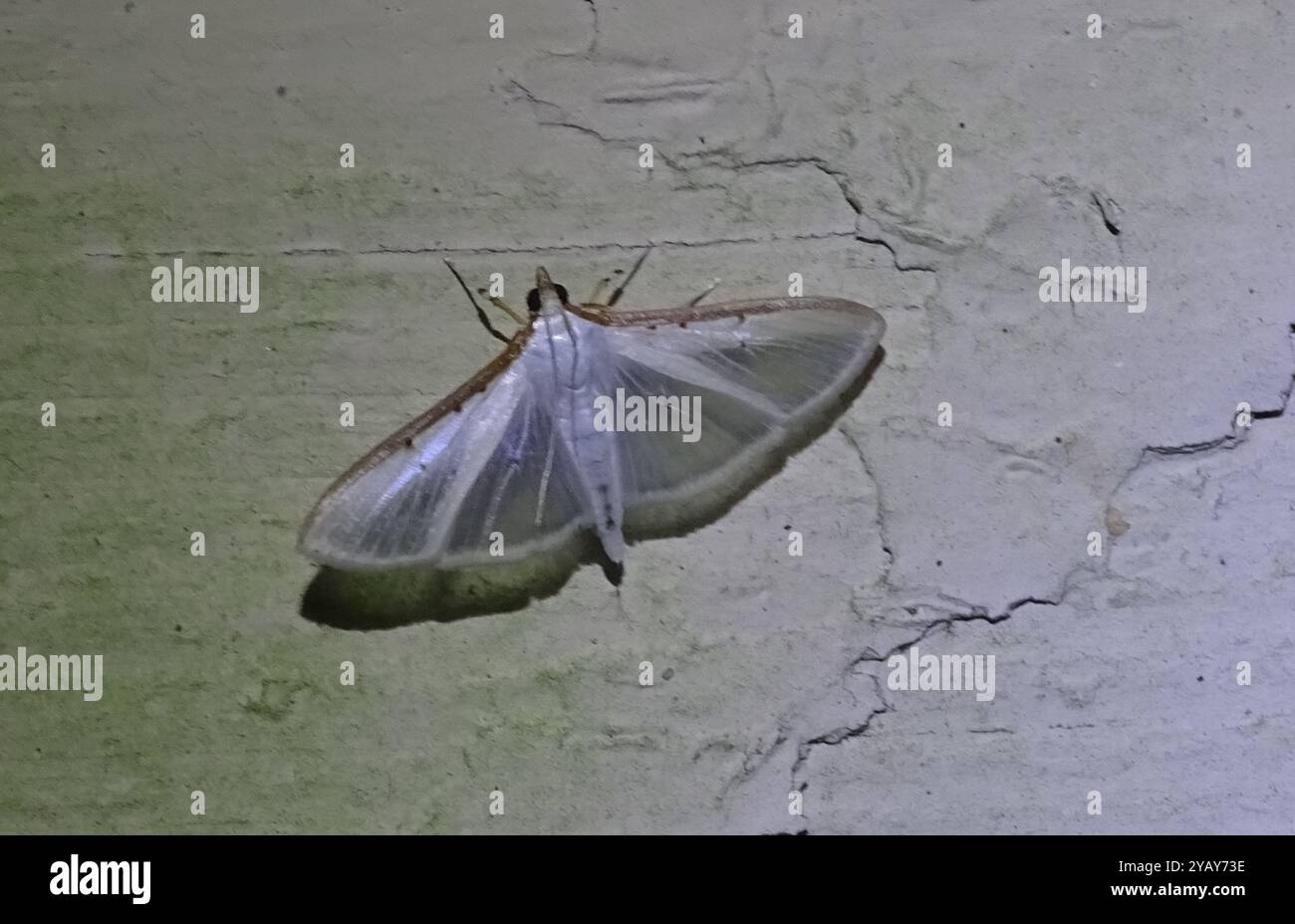 Four-spotted Palpita Moth (Palpita quadristigmalis) Insecta Stock Photo ...