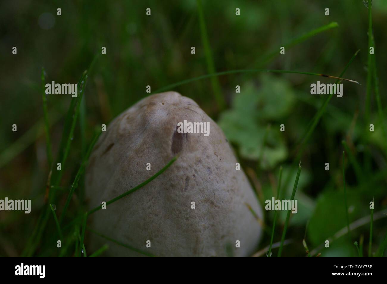 Common Ink Cap (Coprinopsis atramentaria) Fungi Stock Photo - Alamy