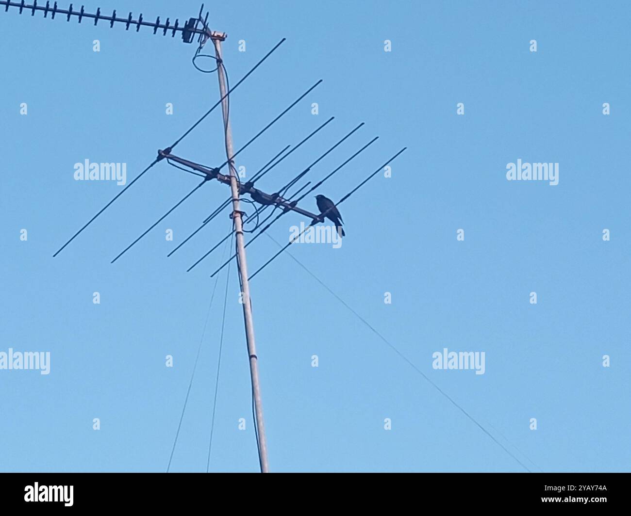 Eudynamys cyanocephalus hi-res stock photography and images - Alamy