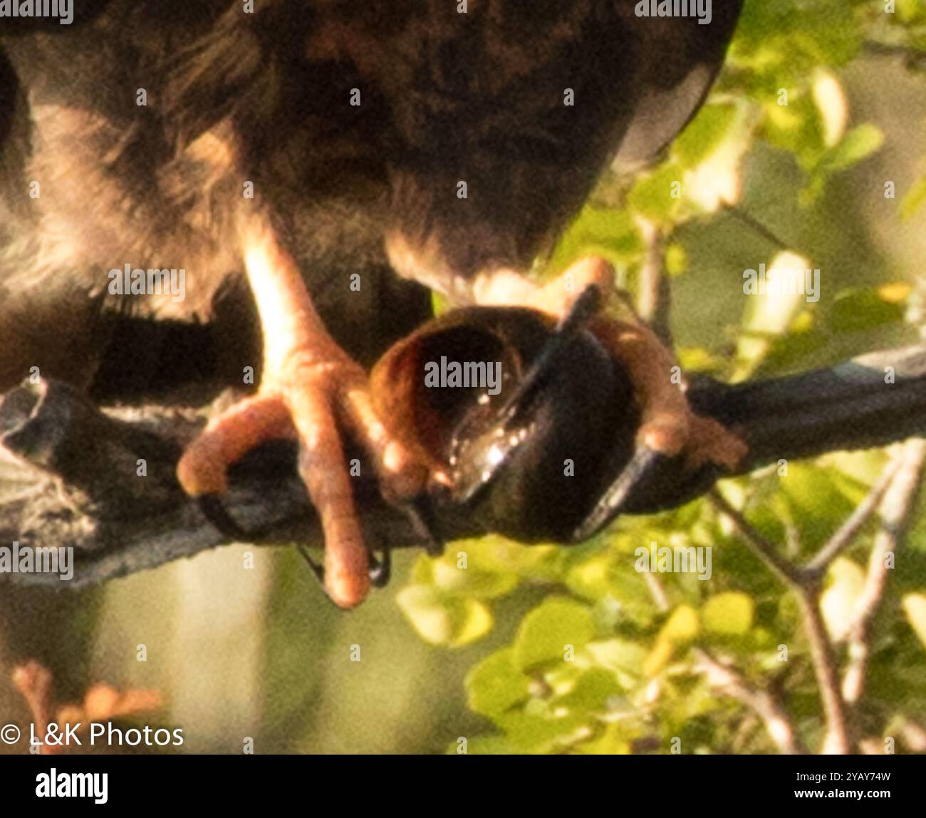 Common Apple Snails (Pomacea) Mollusca Stock Photo - Alamy