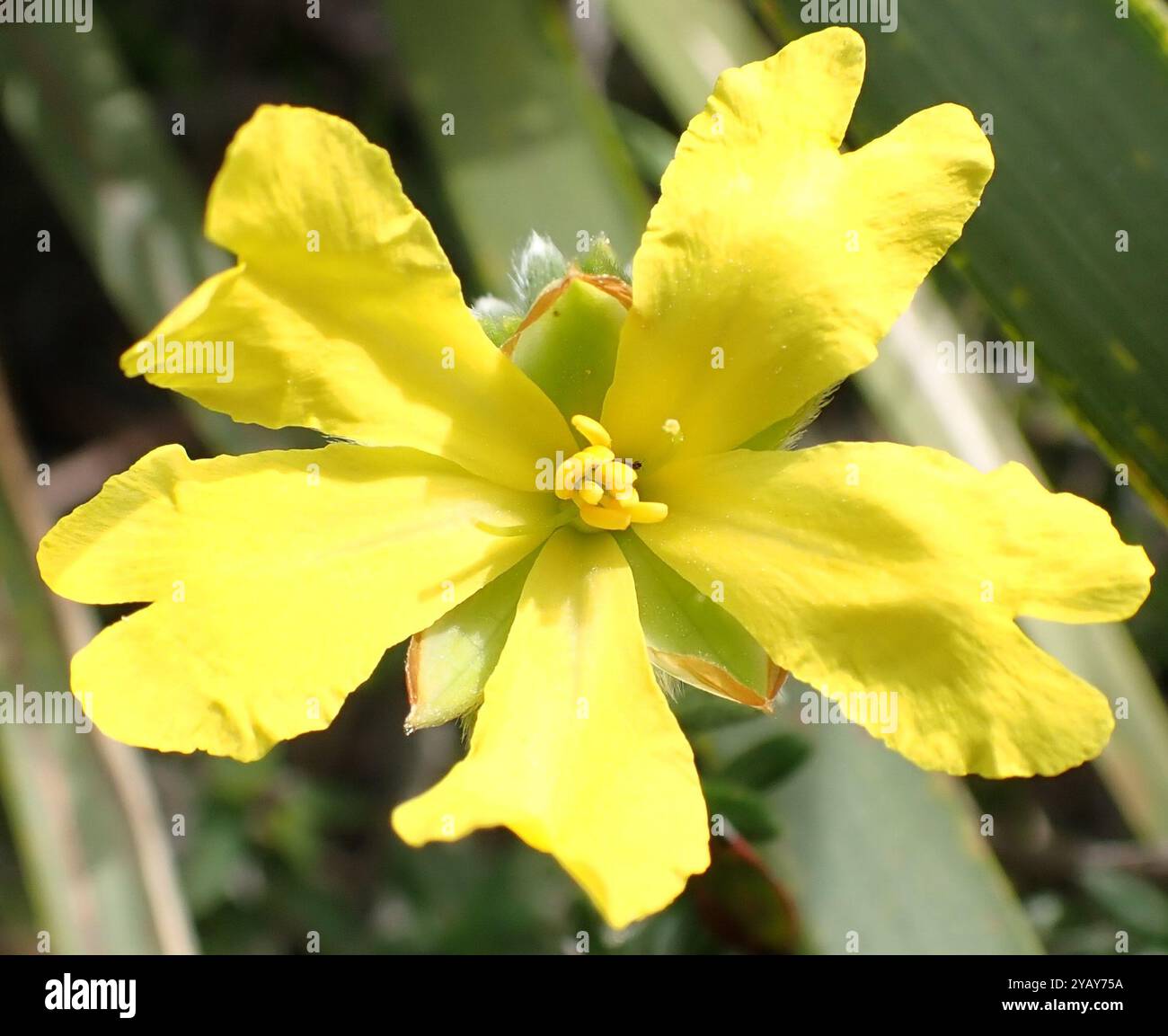 guinea-flowers (Hibbertia) Plantae Stock Photo - Alamy