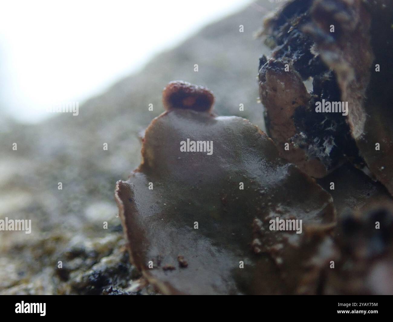 Blacksaddle pelt lichen (Peltigera neckeri) Fungi Stock Photo - Alamy