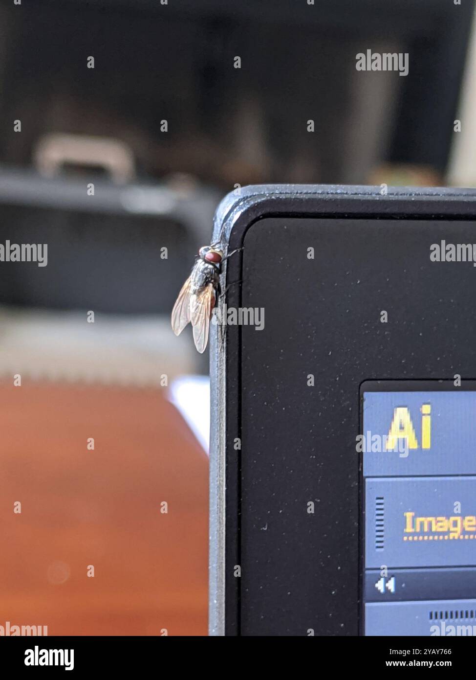 Common House Fly (Musca domestica) Insecta Stock Photo - Alamy