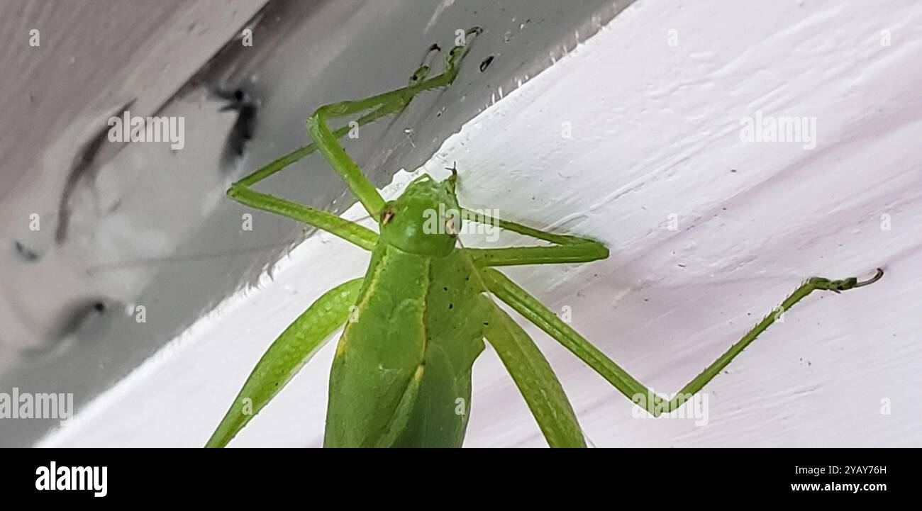 Oblong-winged Katydid (Amblycorypha oblongifolia) Insecta Stock Photo ...