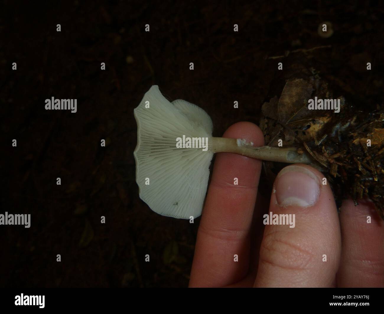 Fragrant Funnel (Clitocybe fragrans) Fungi Stock Photo - Alamy