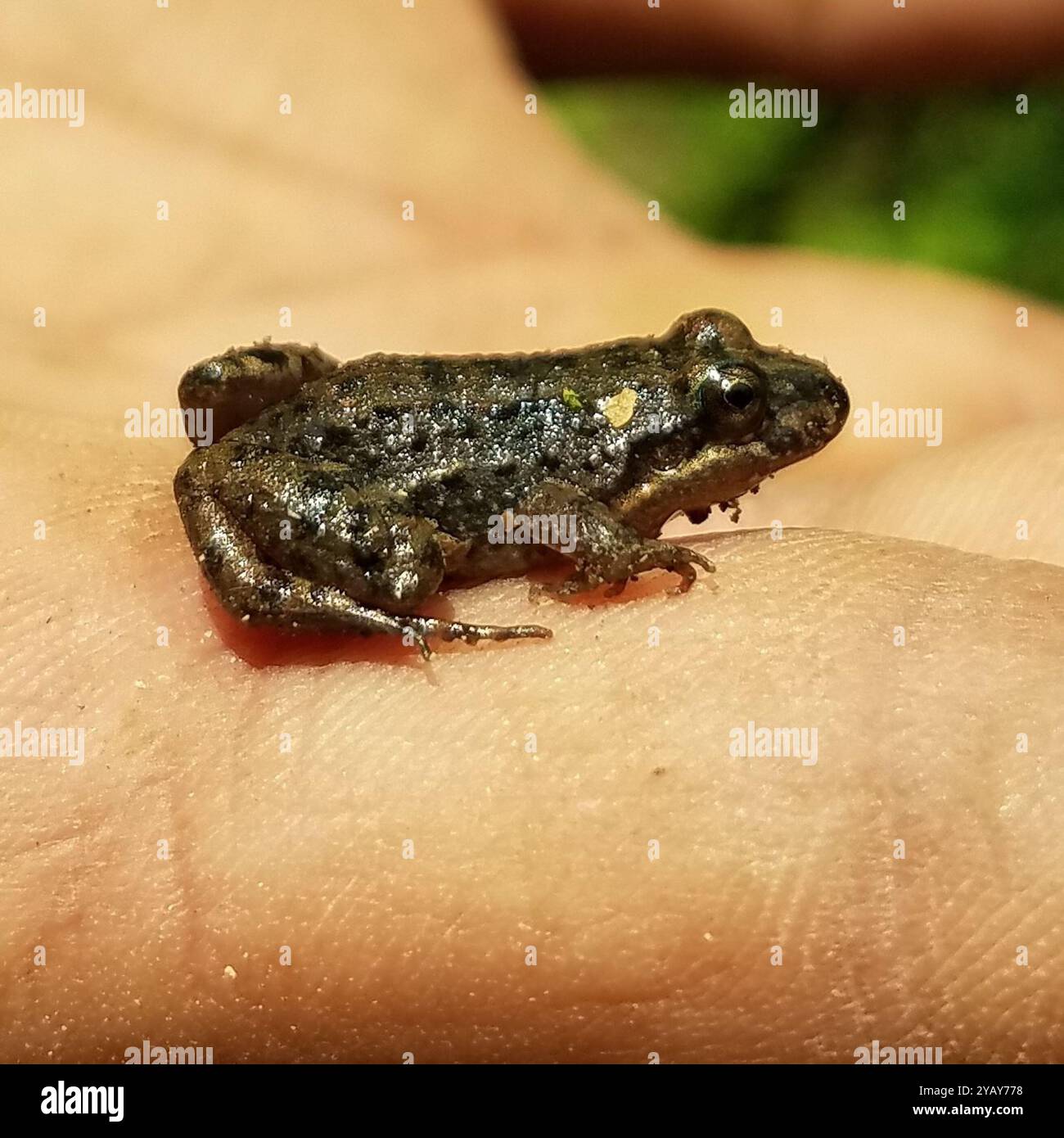 Sabinal Frog (Leptodactylus melanonotus) Amphibia Stock Photo - Alamy