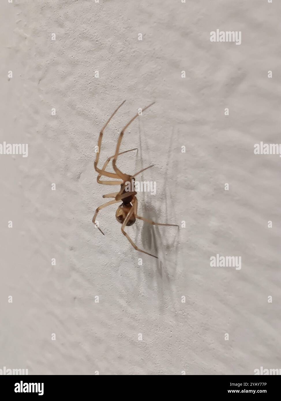 Triangulate Combfoot (Steatoda triangulosa) Arachnida Stock Photo - Alamy