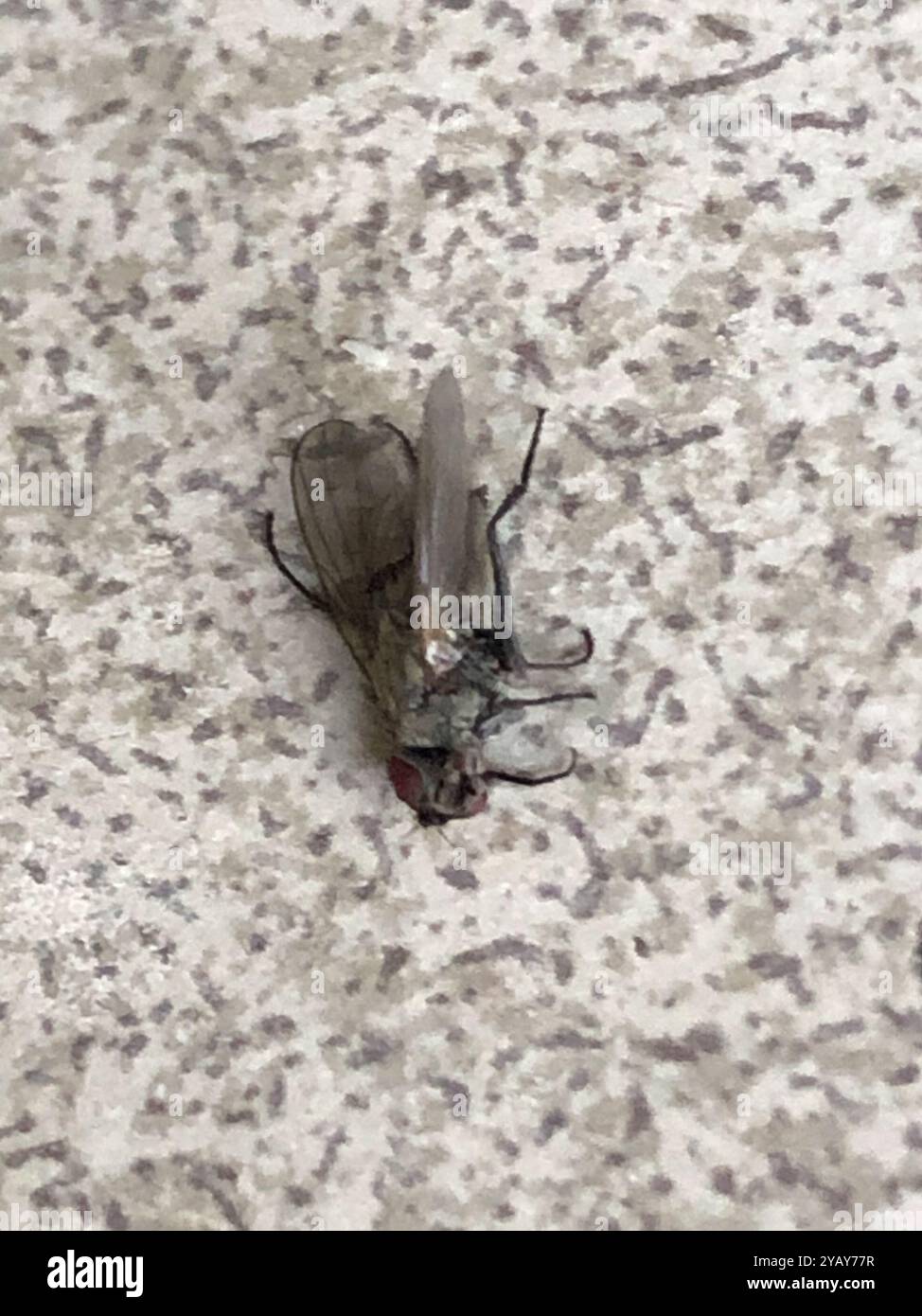 Muscoid Flies (Muscoidea) Insecta Stock Photo - Alamy