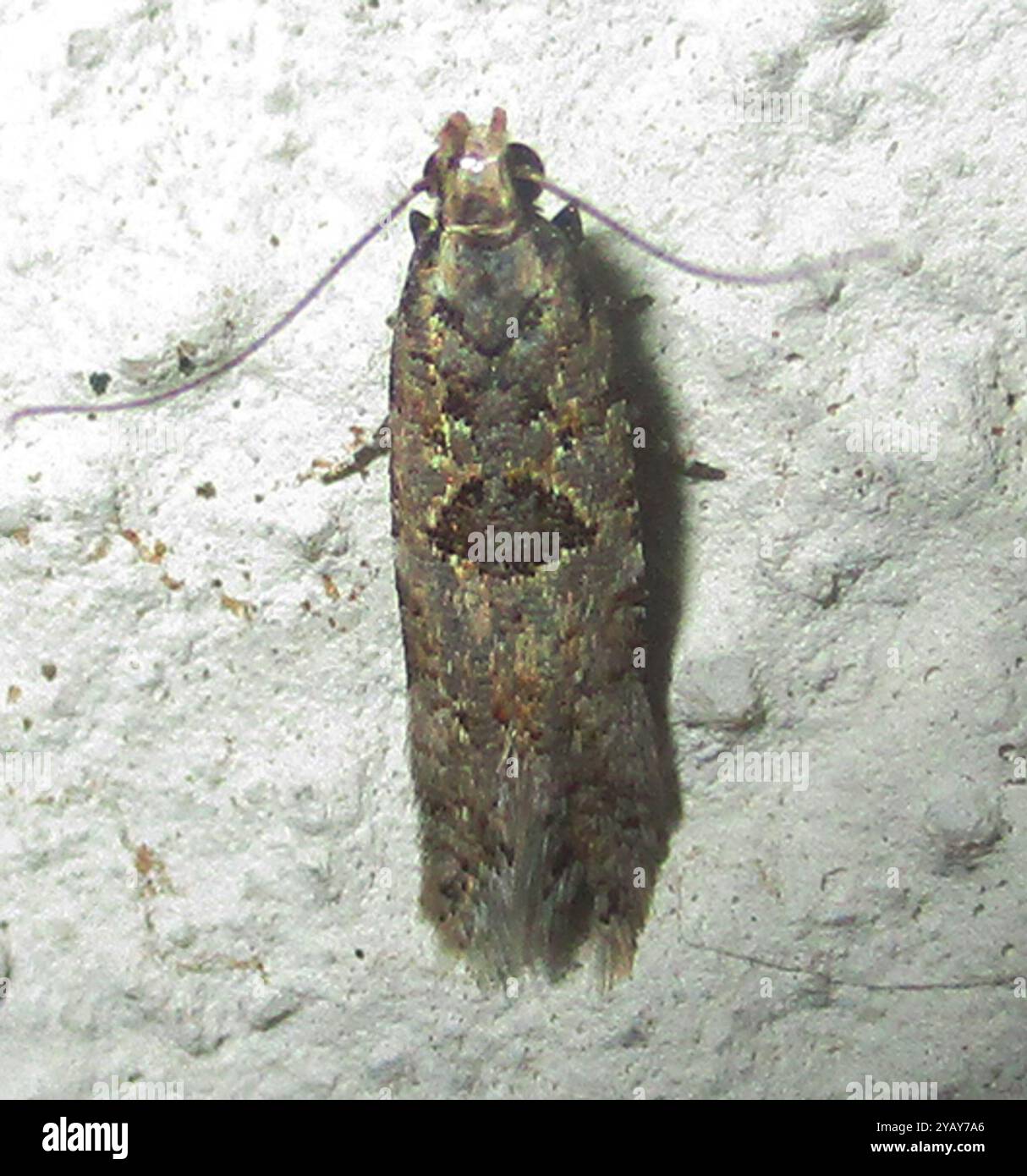 Curved-horn Moths (Gelechioidea) Insecta Stock Photo - Alamy