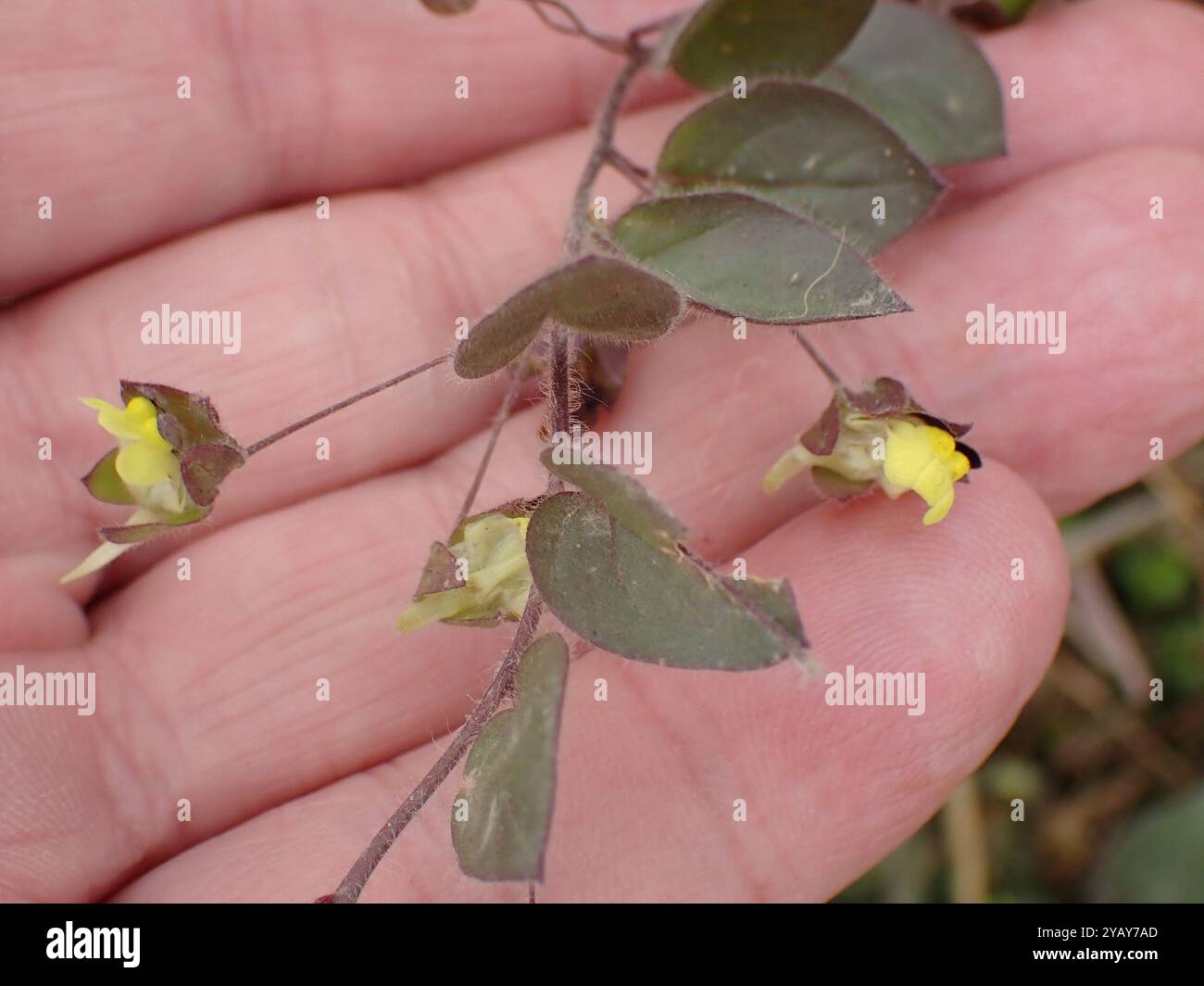 round-leaved fluellen (Kickxia spuria) Plantae Stock Photo - Alamy