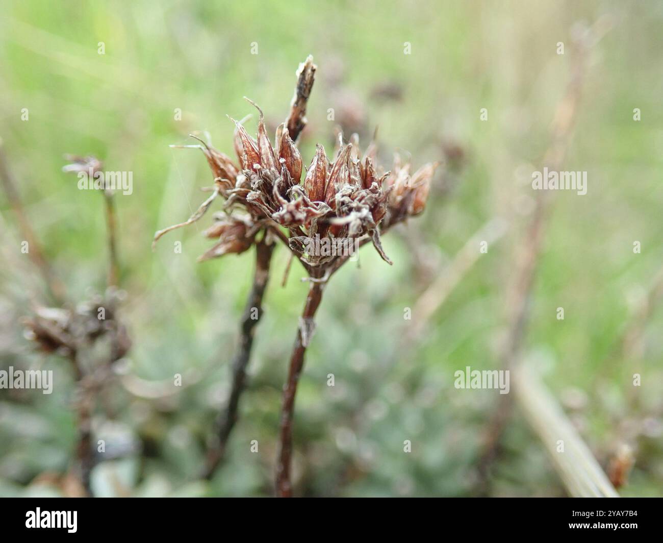 Lanceleaf Stonecrop (Sedum lanceolatum) Plantae Stock Photo - Alamy