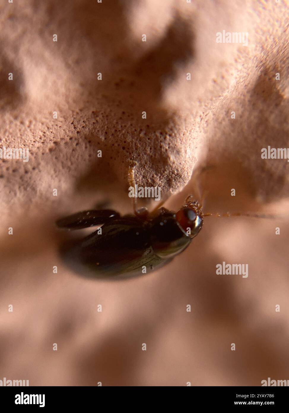 Cabbage-stem flea beetle (Psylliodes chrysocephala) Insecta Stock Photo ...