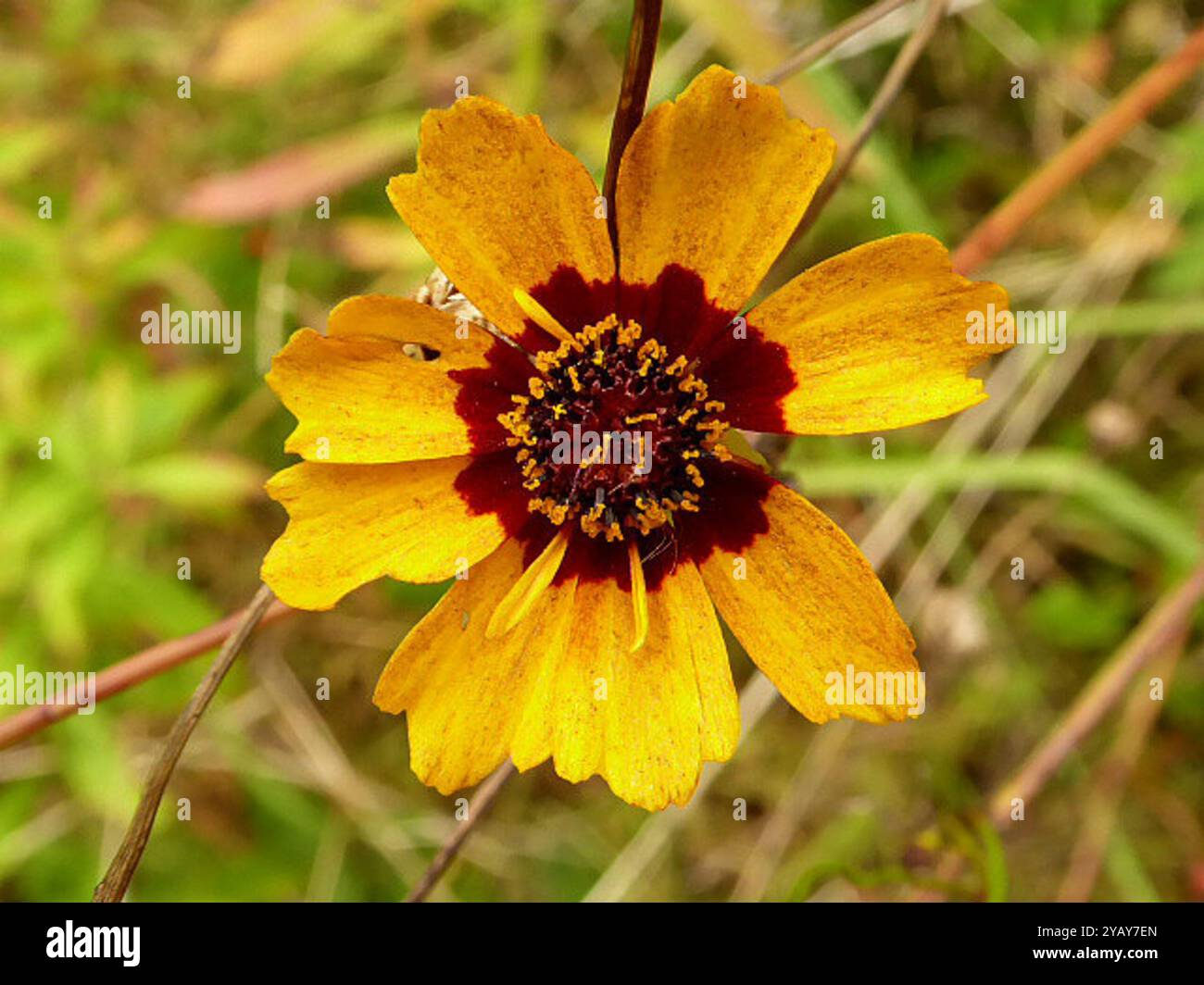 plains coreopsis (Coreopsis tinctoria) Plantae Stock Photo - Alamy