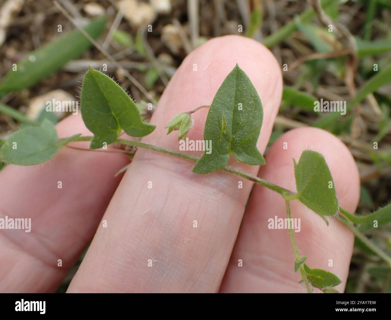 Sharp-leaved Fluellen (Kickxia elatine) Plantae Stock Photo - Alamy