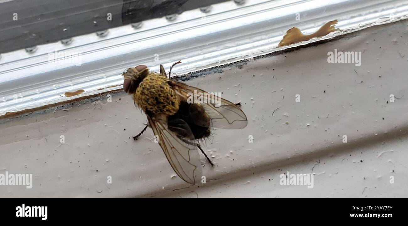 Cluster Flies (Pollenia) Insecta Stock Photo - Alamy