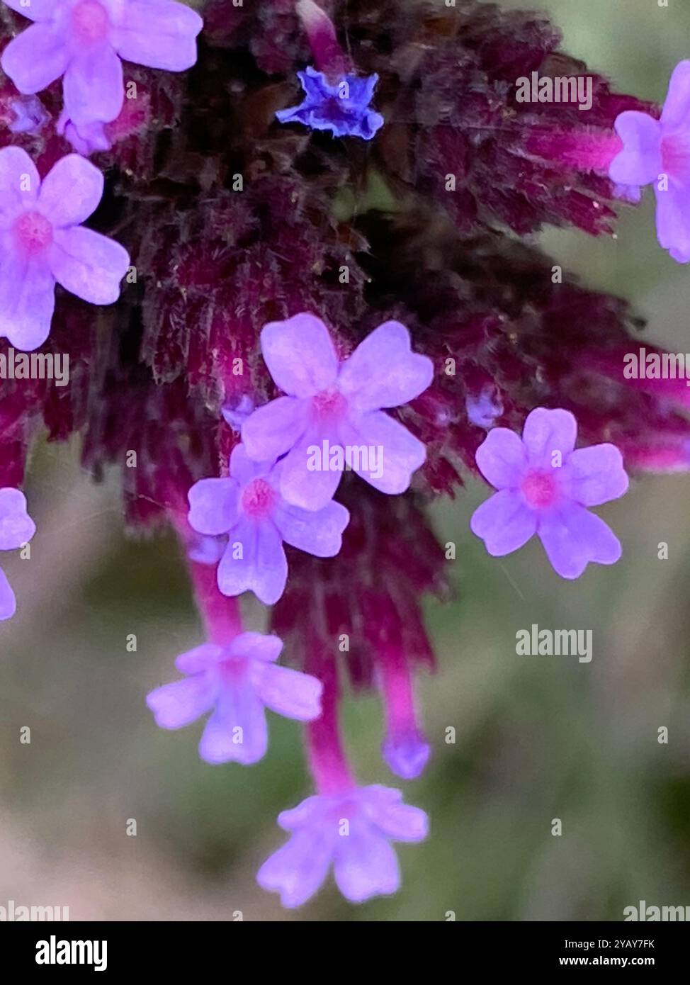 purpletop vervain (Verbena bonariensis) Plantae Stock Photo - Alamy