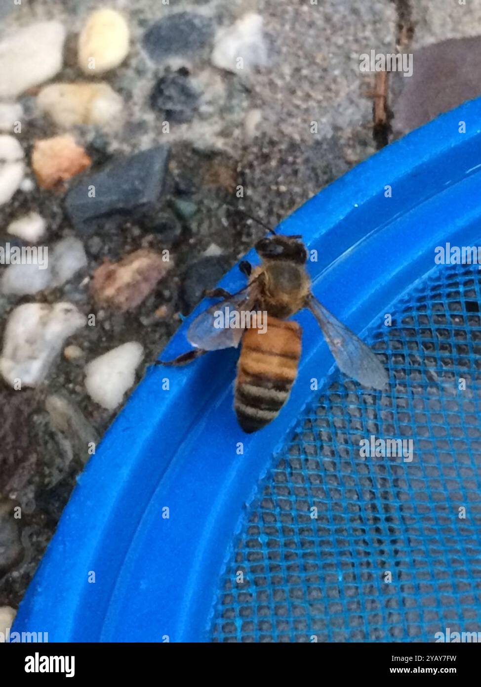 Western Honey Bee (Apis mellifera) Insecta Stock Photo - Alamy