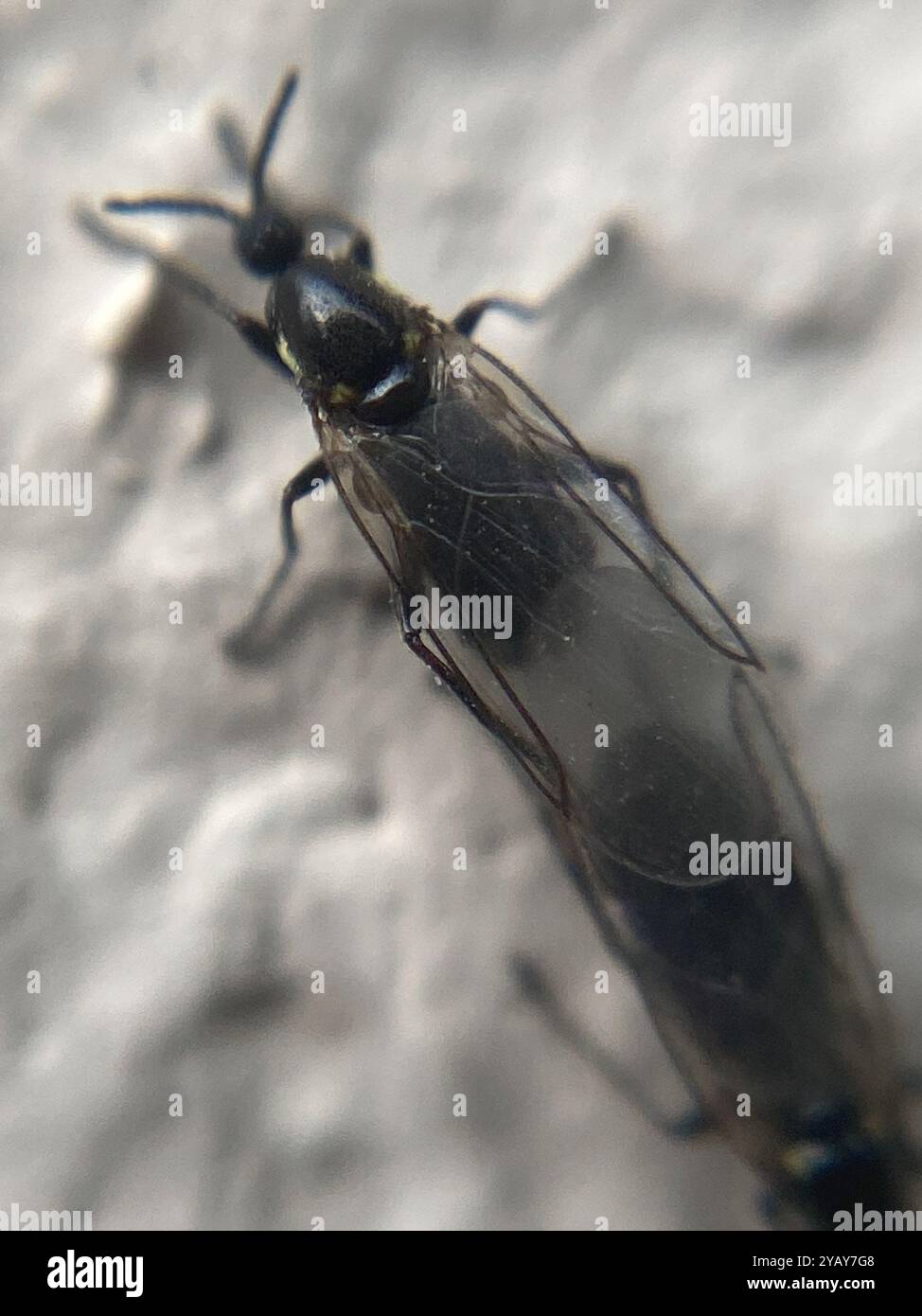 Minute Black Scavenger Flies (Scatopsidae) Insecta Stock Photo - Alamy