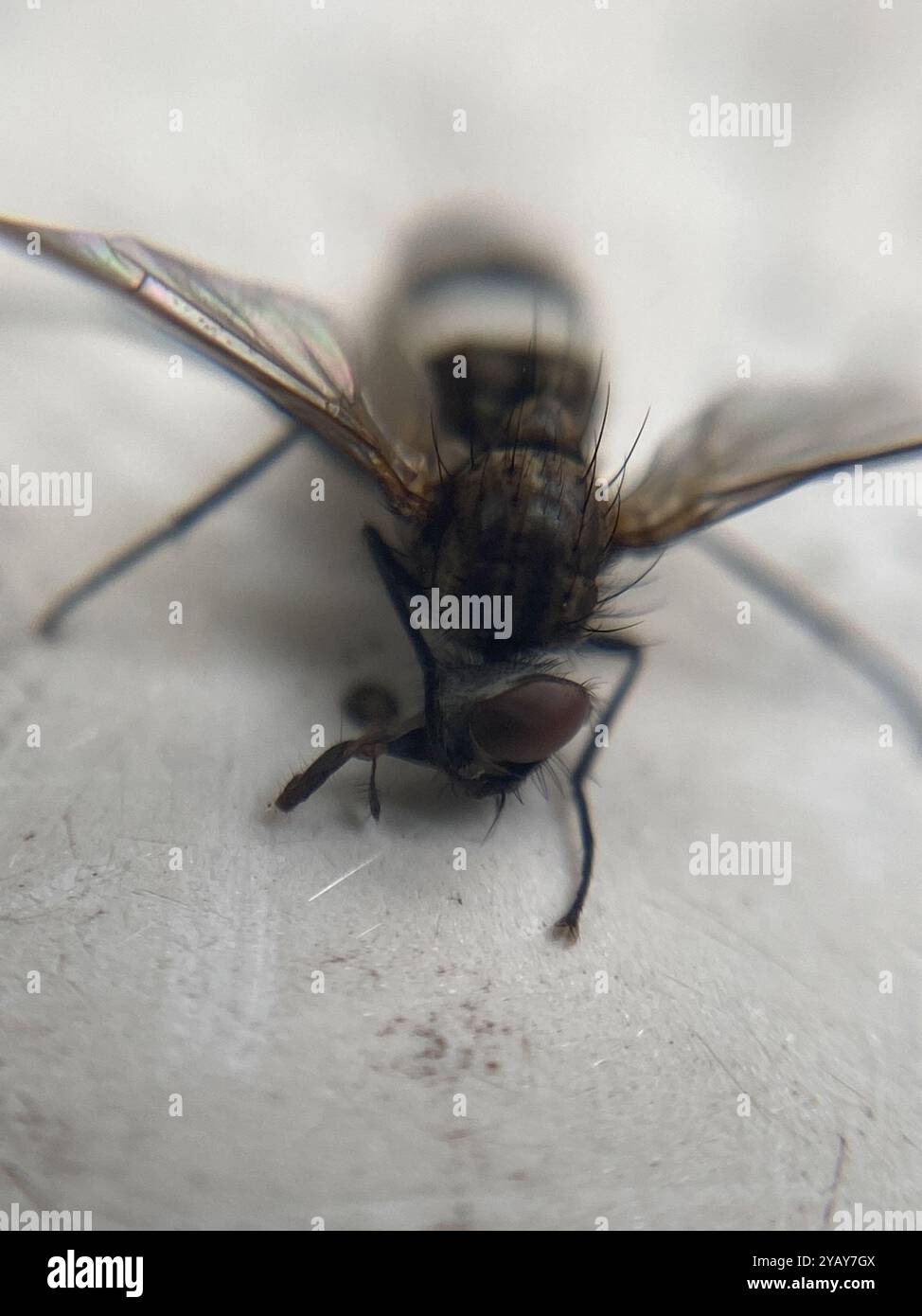 Fly Death Fungi (Entomophthora muscae) Fungi Stock Photo - Alamy