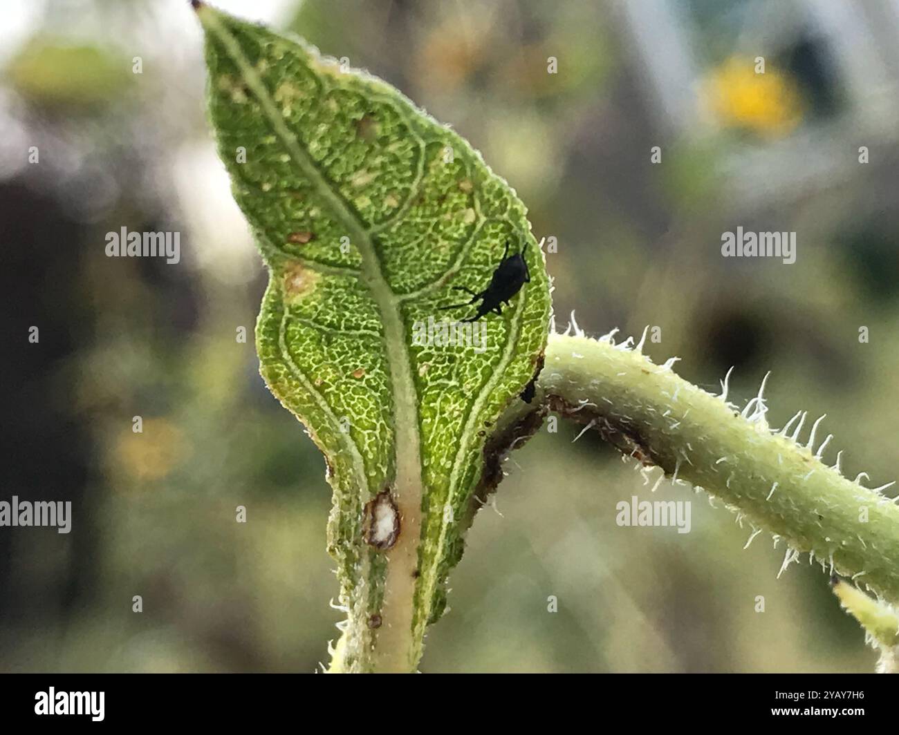 Pear-shaped Weevils (Apioninae) Insecta Stock Photo - Alamy