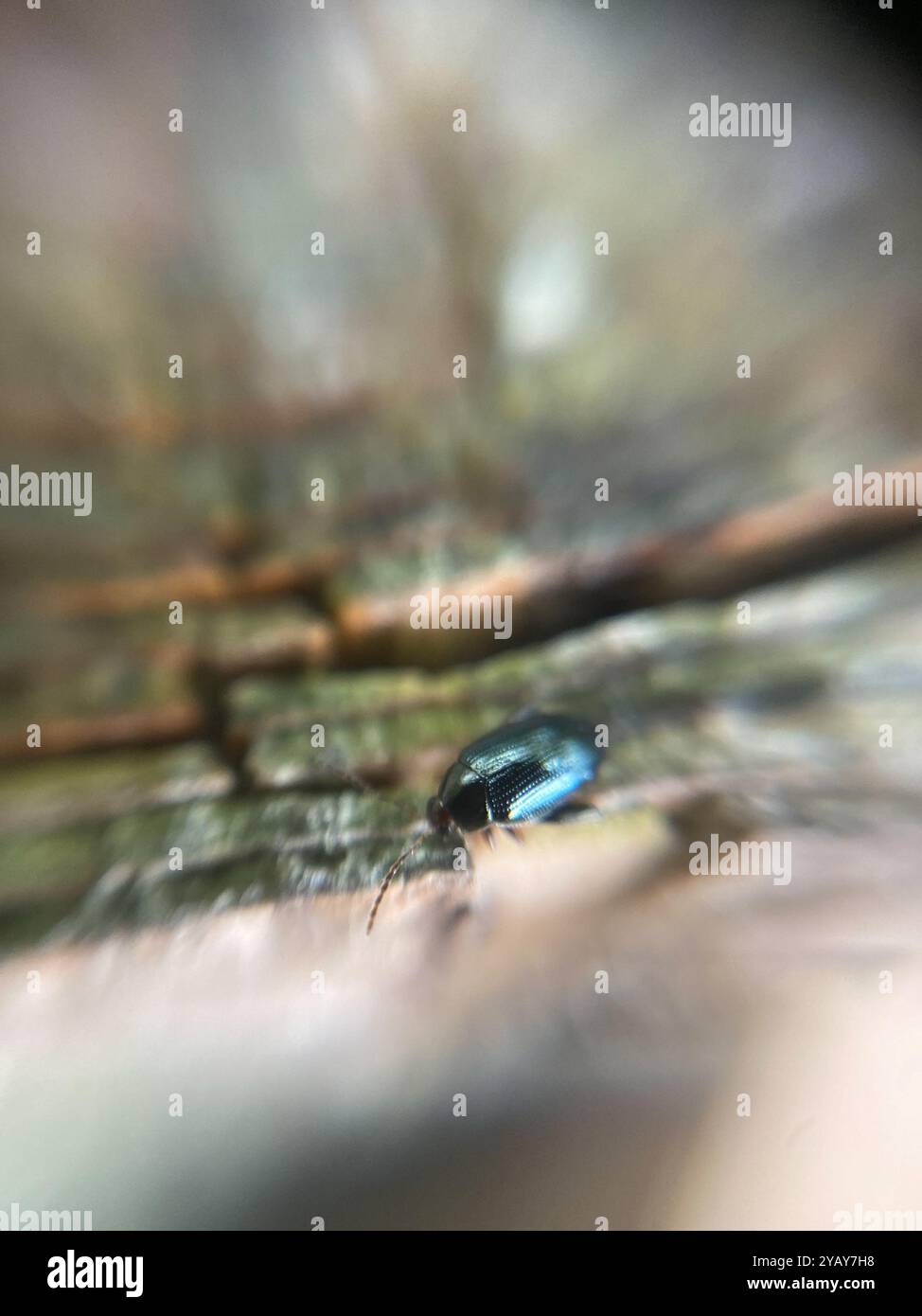Cabbage-stem flea beetle (Psylliodes chrysocephala) Insecta Stock Photo ...