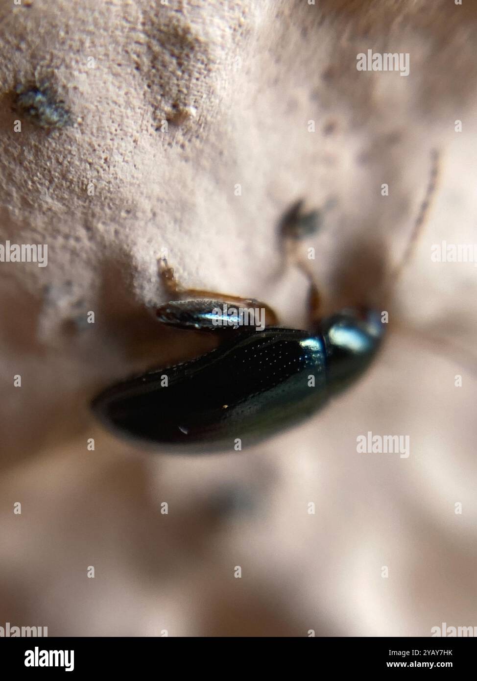 Cabbage-stem flea beetle (Psylliodes chrysocephala) Insecta Stock Photo ...