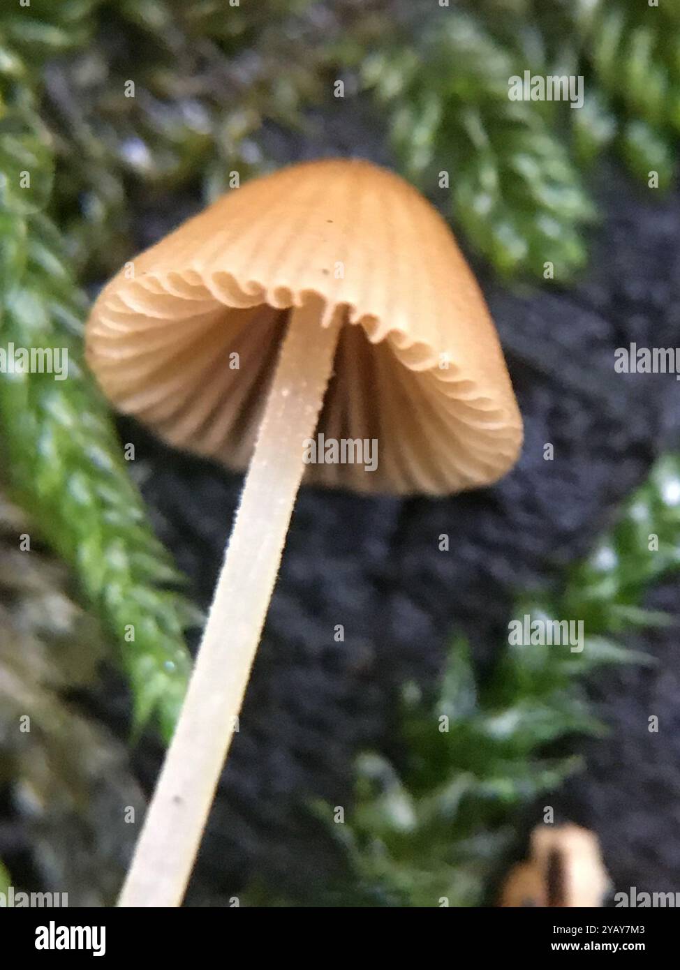 Moss Bell (Galerina hypnorum) Fungi Stock Photo - Alamy