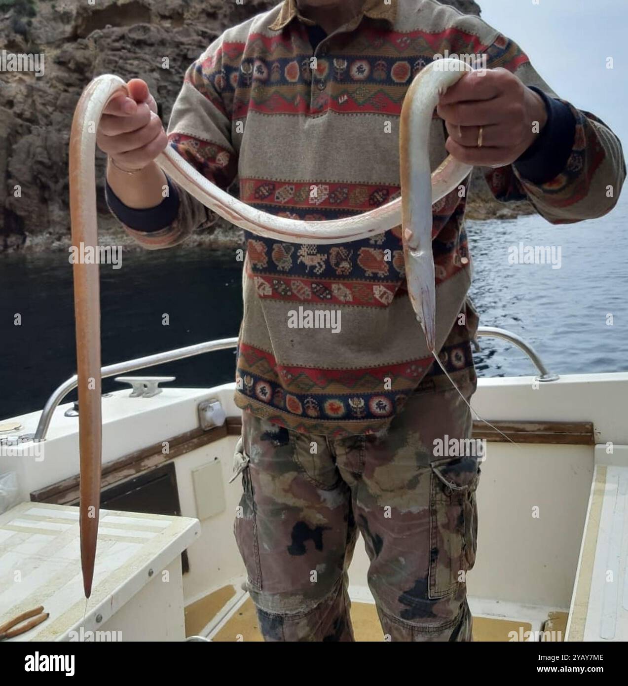 Giant Snake Eel (Ophisurus serpens) Actinopterygii Stock Photo - Alamy