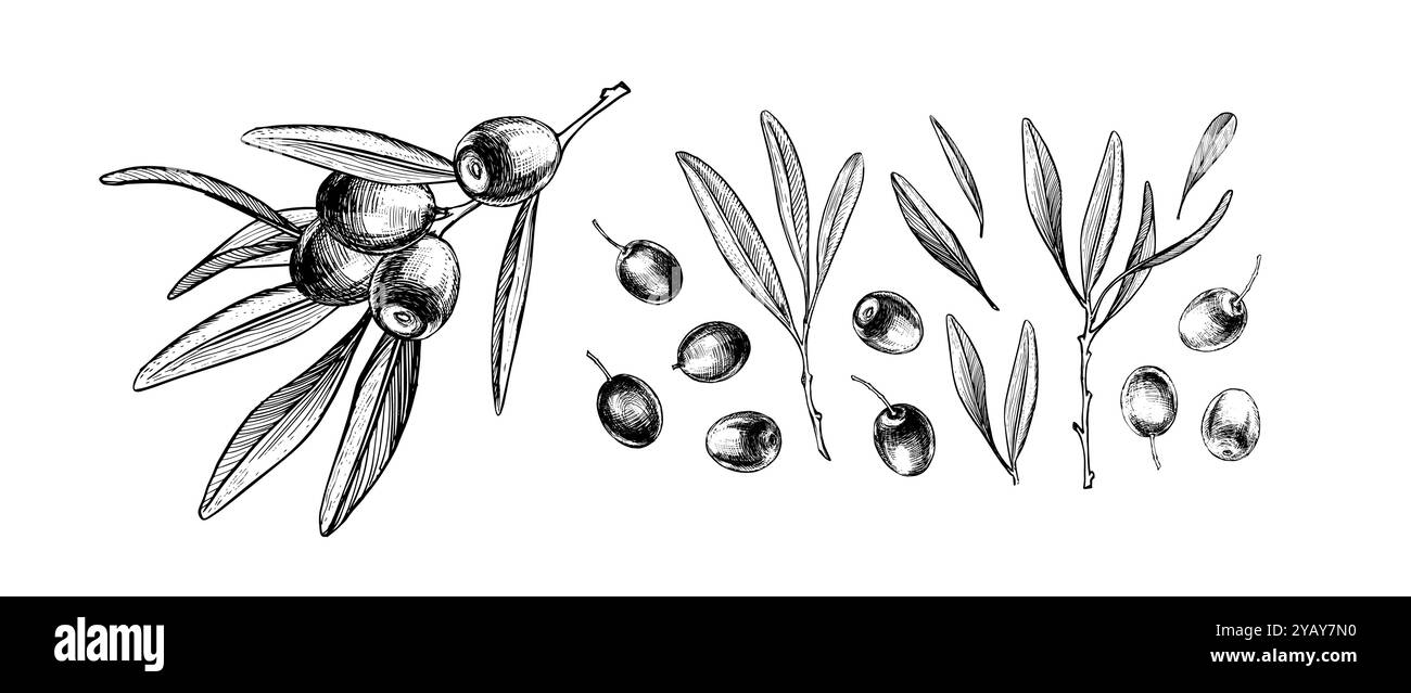 Detailed sketch of olive branch, botanical hand drawing leaves and ripe ...