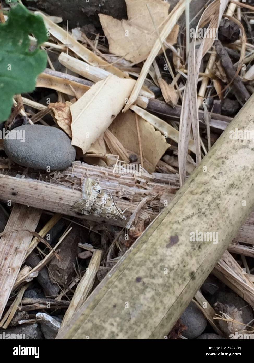 Cabbage Webworm Moth (Hellula rogatalis) Insecta Stock Photo - Alamy
