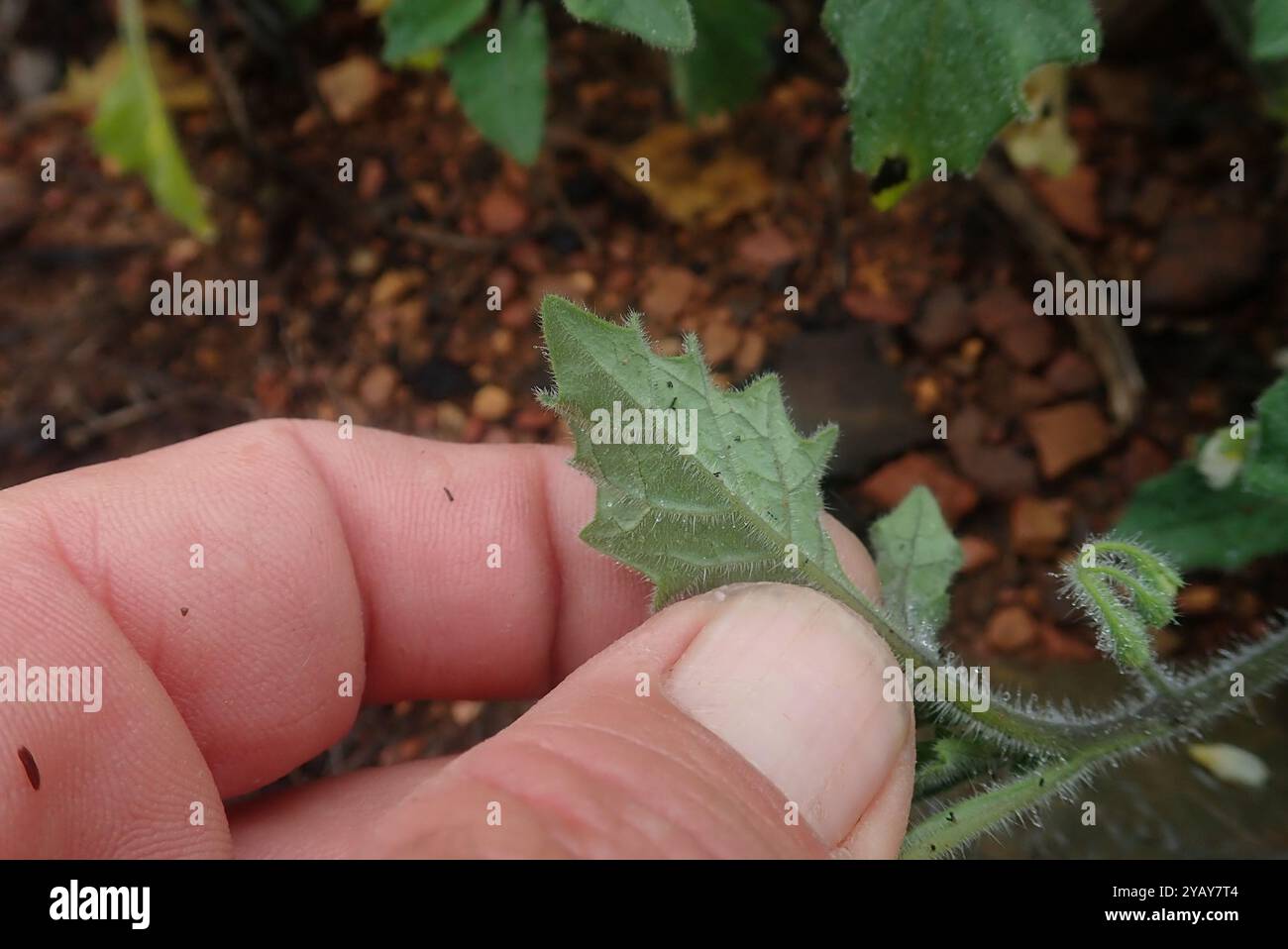 Wonderberry (Solanum retroflexum) Plantae Stock Photo - Alamy