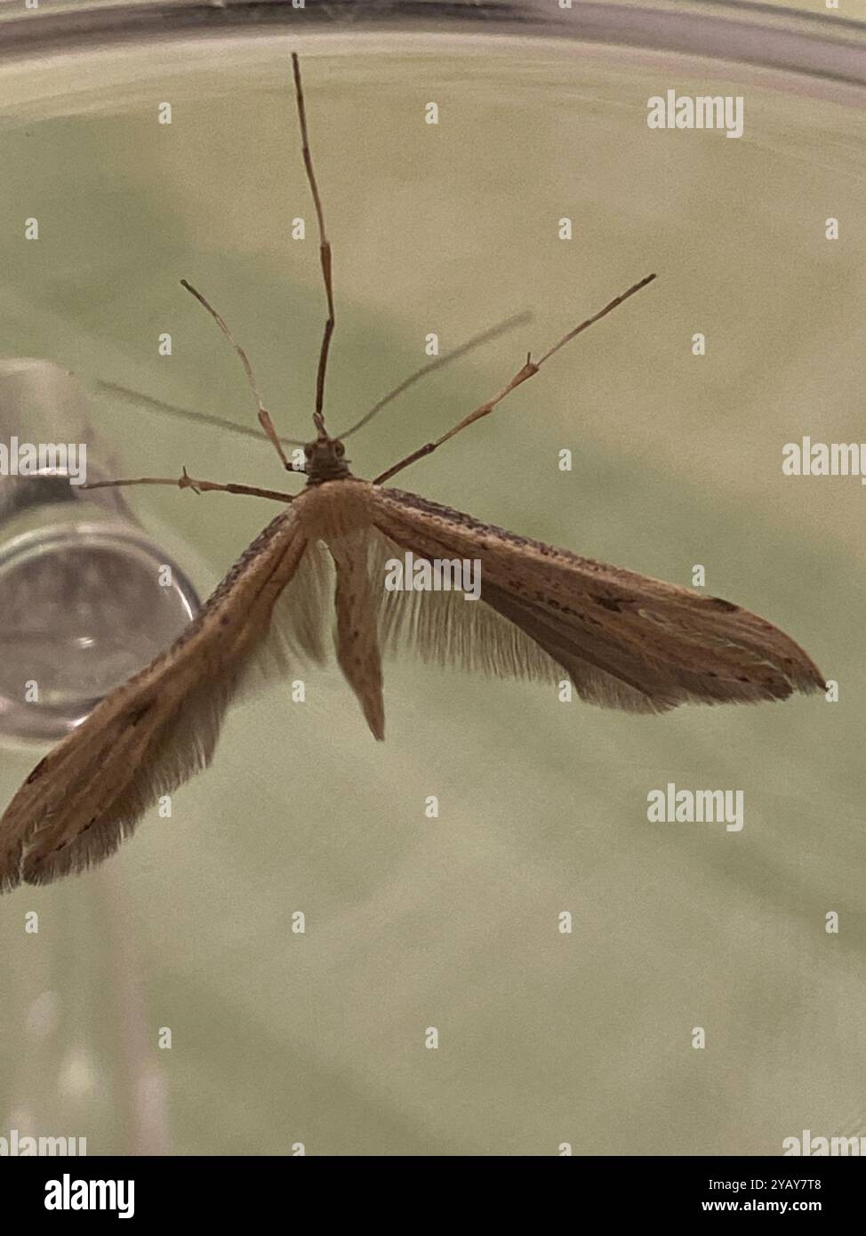Morning-glory Plume Moth (Emmelina monodactyla) Insecta Stock Photo - Alamy