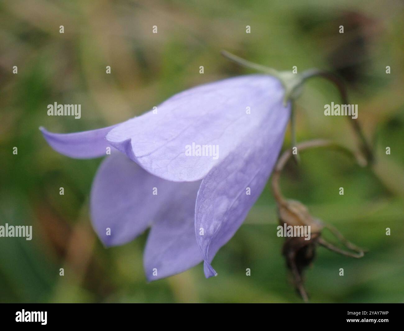 Common Harebell (Campanula rotundifolia) Plantae Stock Photo - Alamy